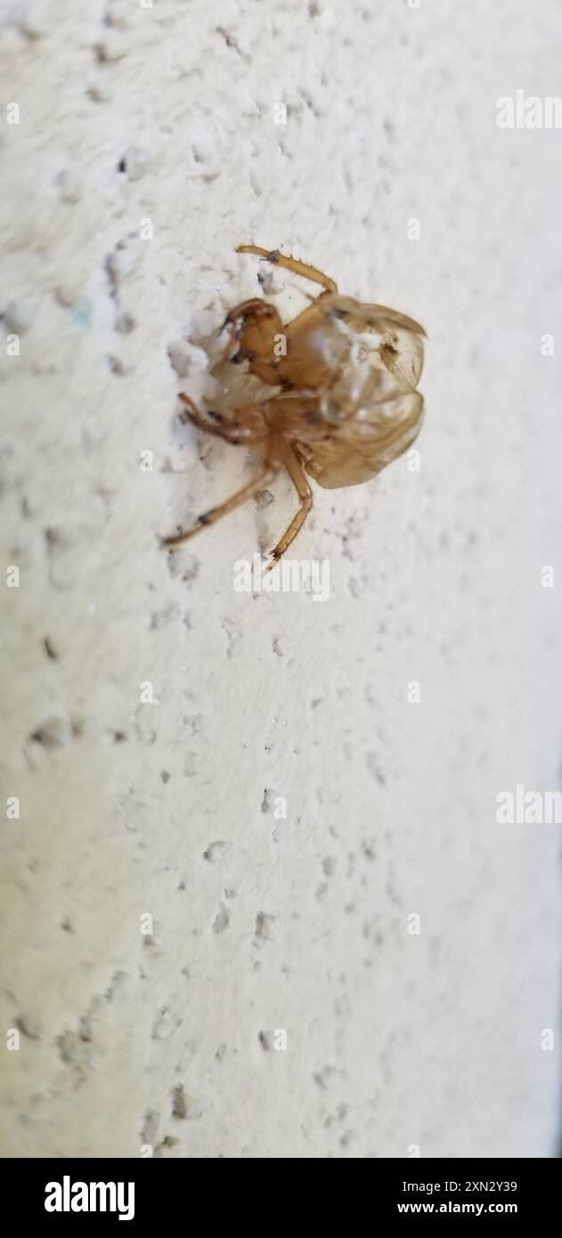 Diceroprocta apache hi-res stock photography and images - Alamy