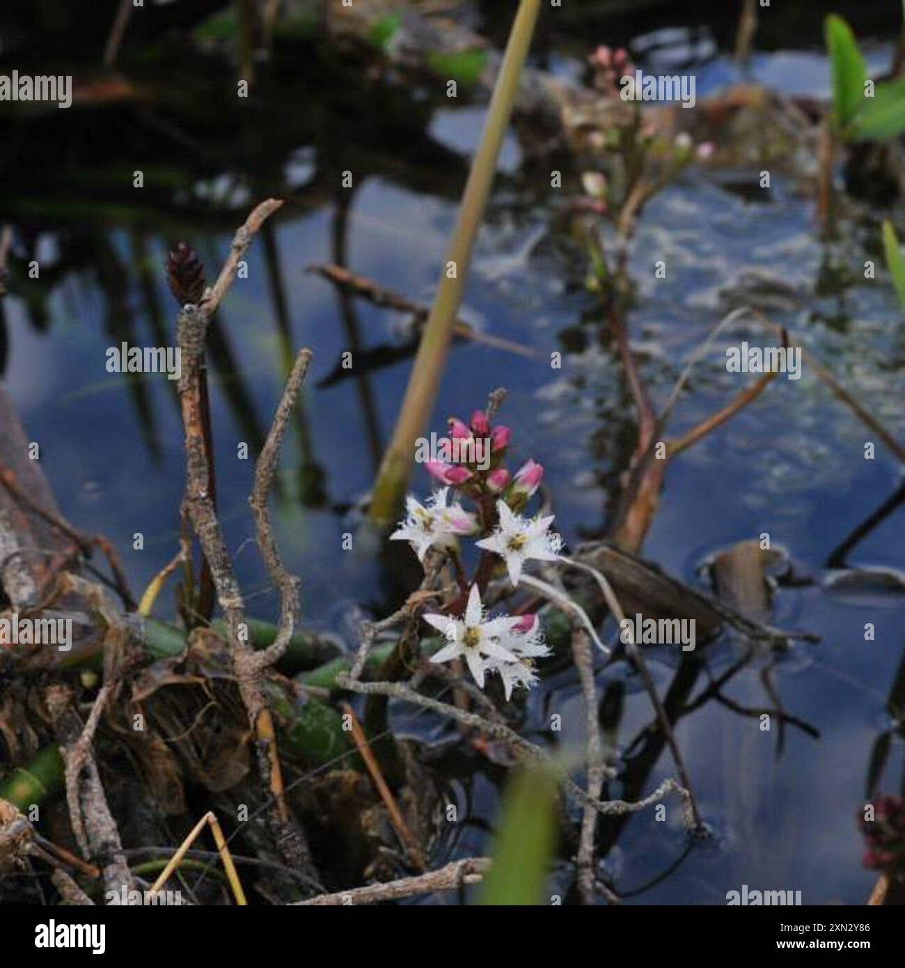 Bogbean (Menyanthes trifoliata) Plantae Stock Photo - Alamy