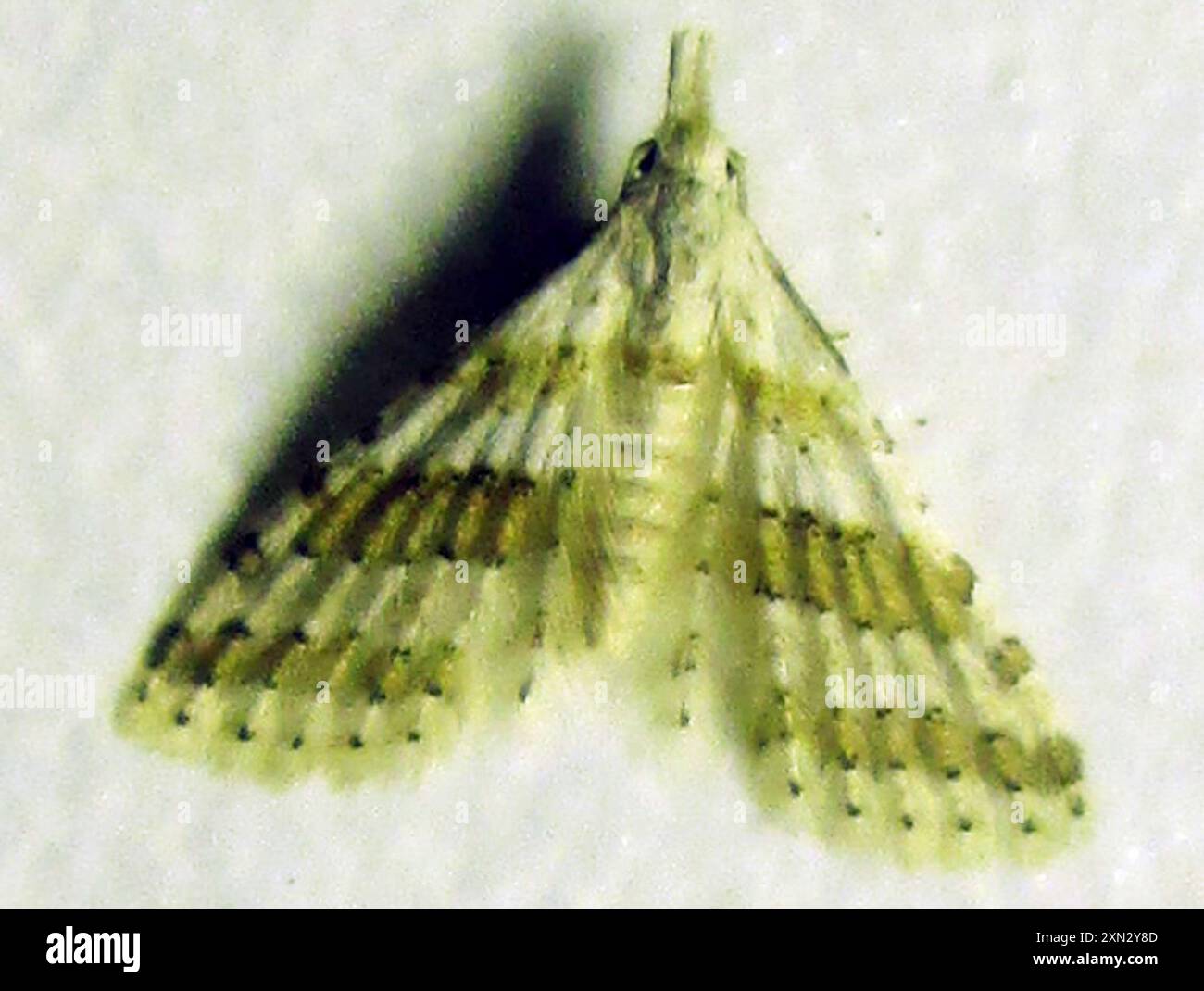 Many-plumed Moths (Alucitidae) Insecta Stock Photo - Alamy