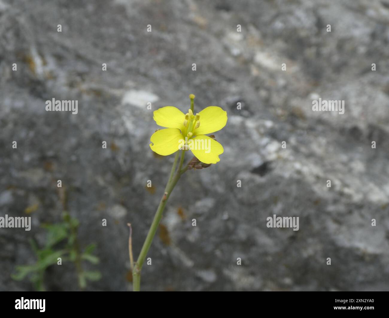 Perennial Wall-rocket (Diplotaxis tenuifolia) Plantae Stock Photo - Alamy