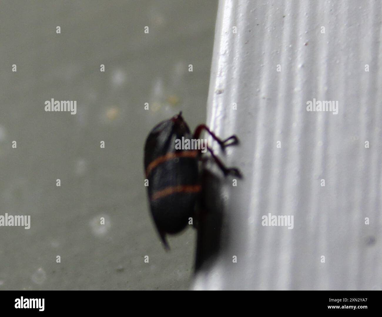 Two-lined Spittlebug (Prosapia bicincta) Insecta Stock Photo - Alamy