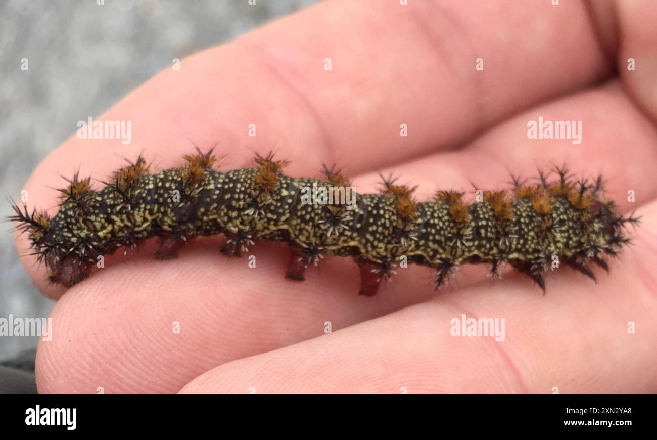 Buck Moth (Hemileuca maia) Insecta Stock Photo - Alamy