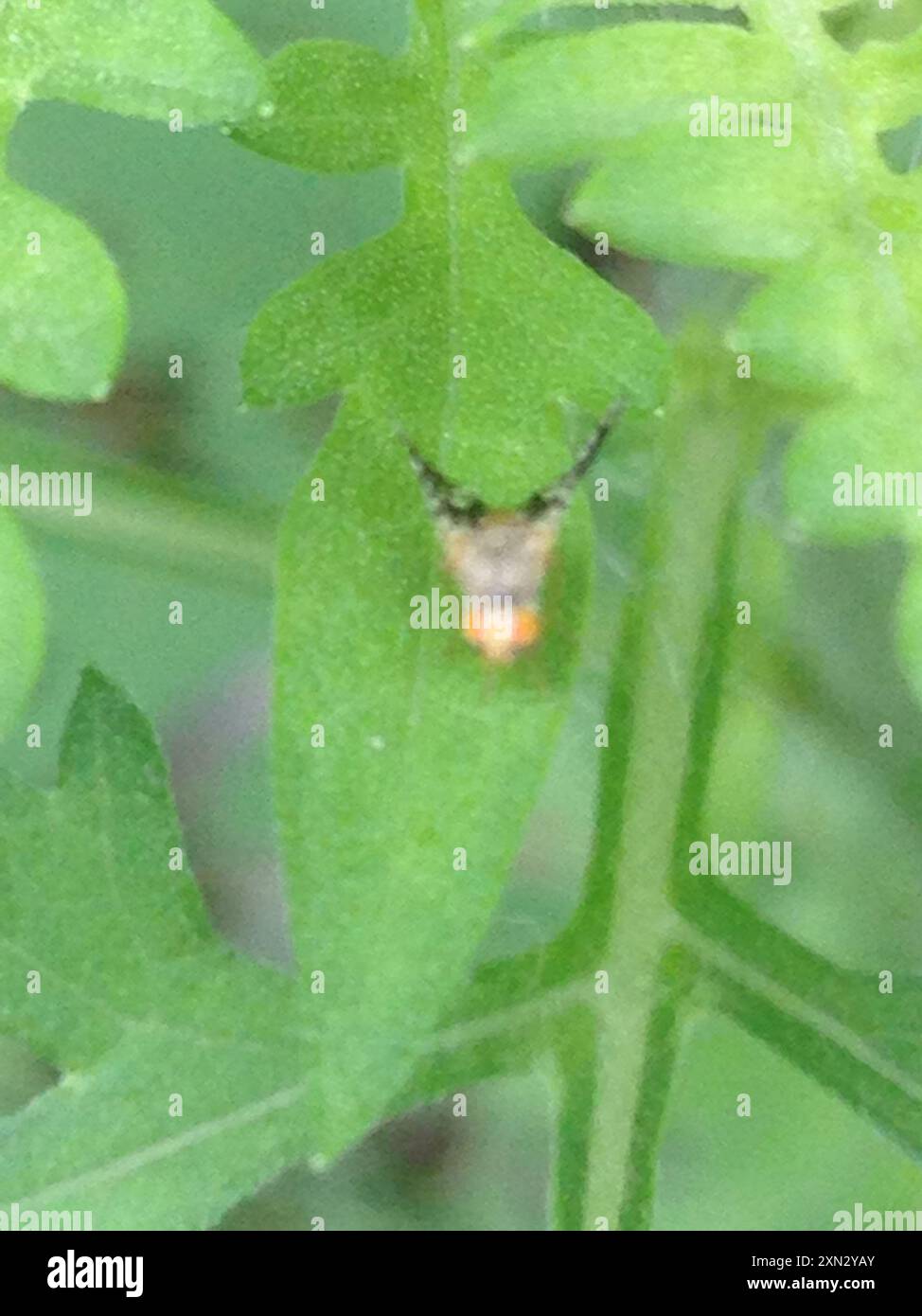 Common Ragweed Fruit Fly (Euaresta bella) Insecta Stock Photo - Alamy