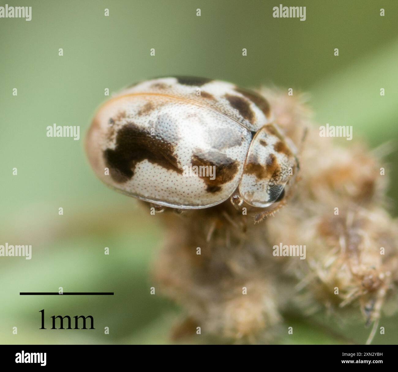 Kidney-spotted Fairy Lady Beetle (Psyllobora renifer) Insecta Stock ...