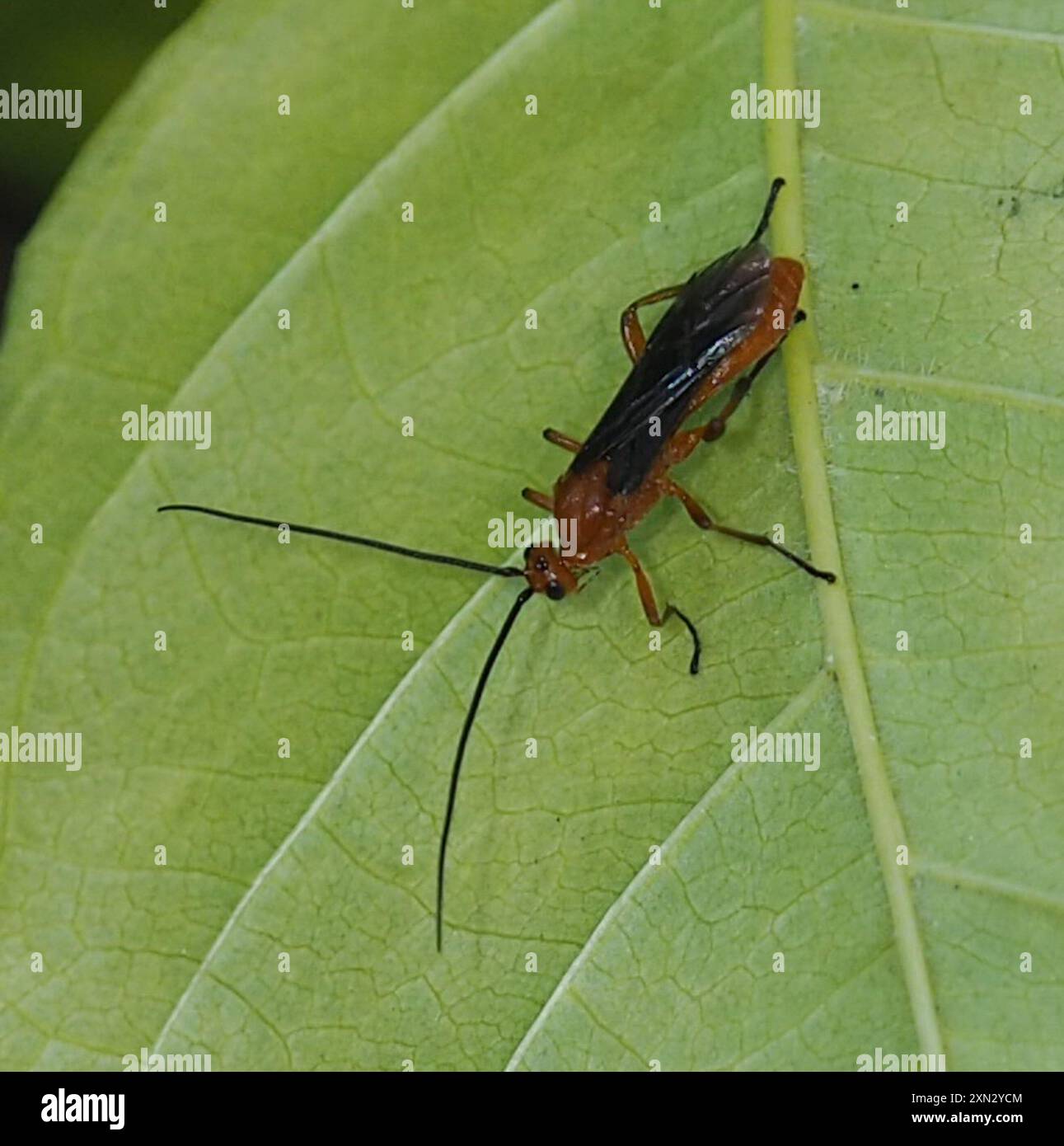 Smooth-headed Mummy Wasp (Aleiodes politiceps) Insecta Stock Photo - Alamy