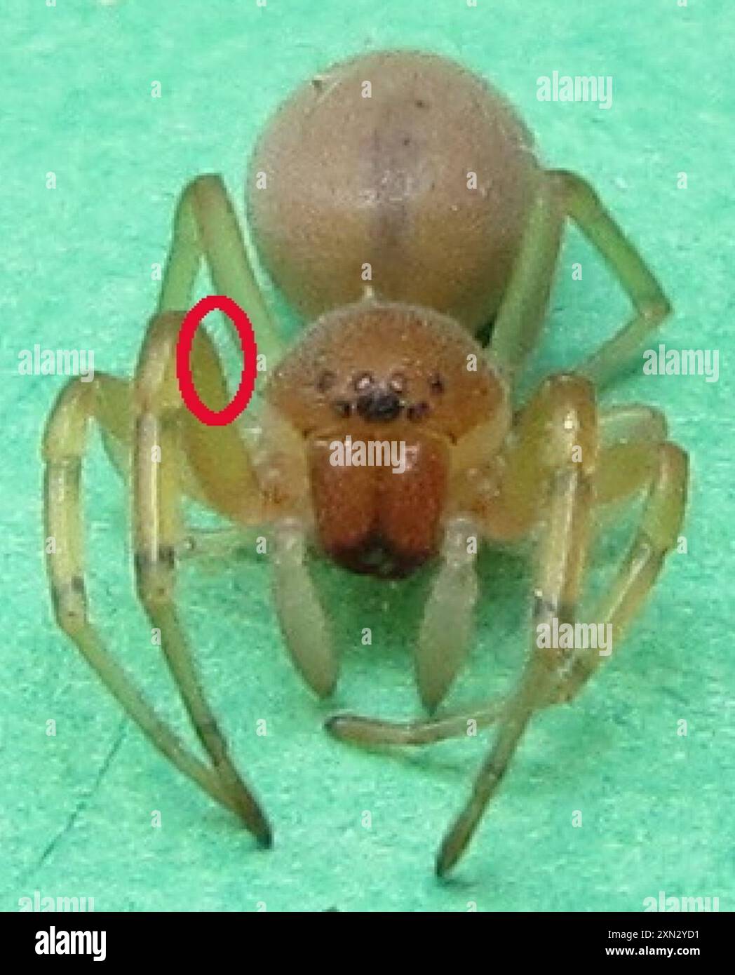 (Trachelas similis) Arachnida Stock Photo - Alamy