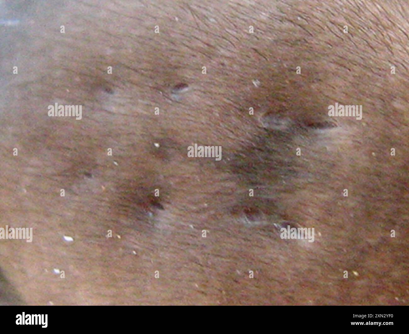 Velvet Spiders (Eresidae) Arachnida Stock Photo - Alamy