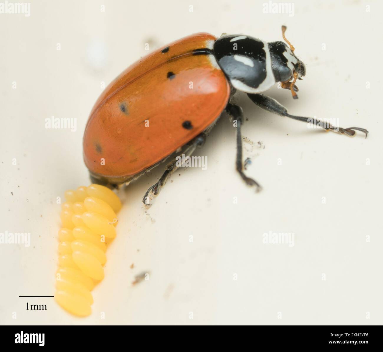 Convergent Lady Beetle (Hippodamia convergens) Insecta Stock Photo - Alamy