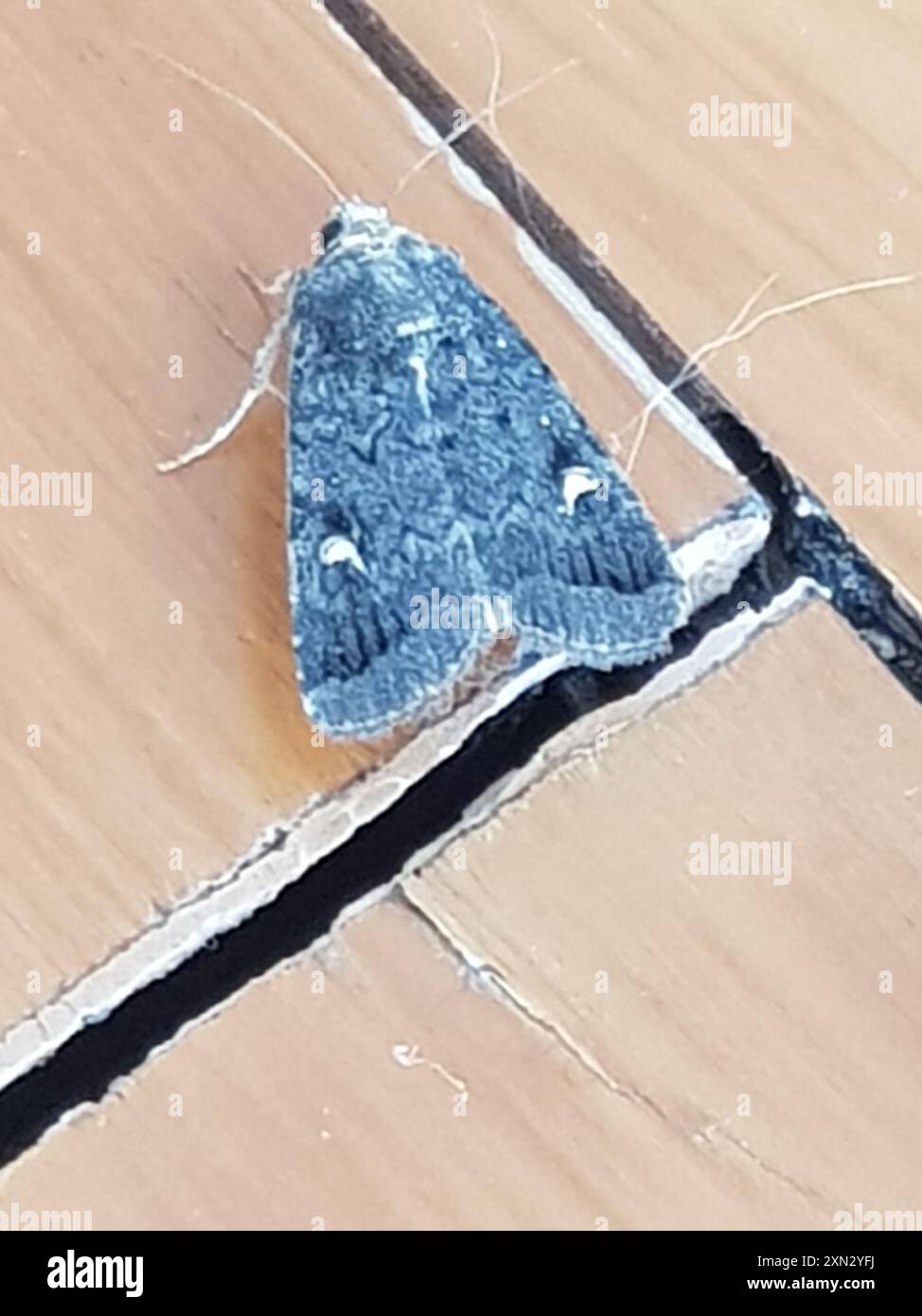 Comma-Mark Cutworm (Proteuxoa comma) Insecta Stock Photo - Alamy