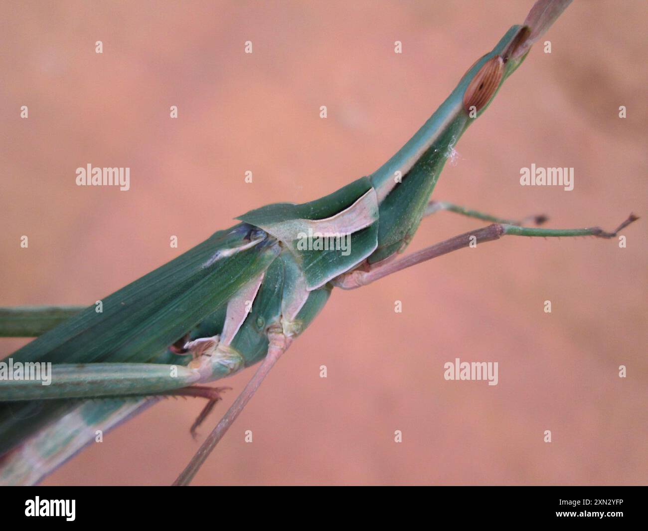 Common Stick Grasshopper (Acrida acuminata) Insecta Stock Photo - Alamy