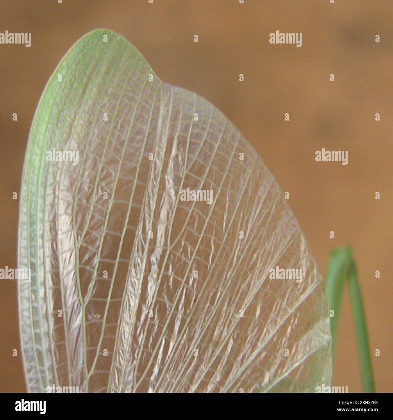 Common Green Mantis (Sphodromantis gastrica) Insecta Stock Photo - Alamy