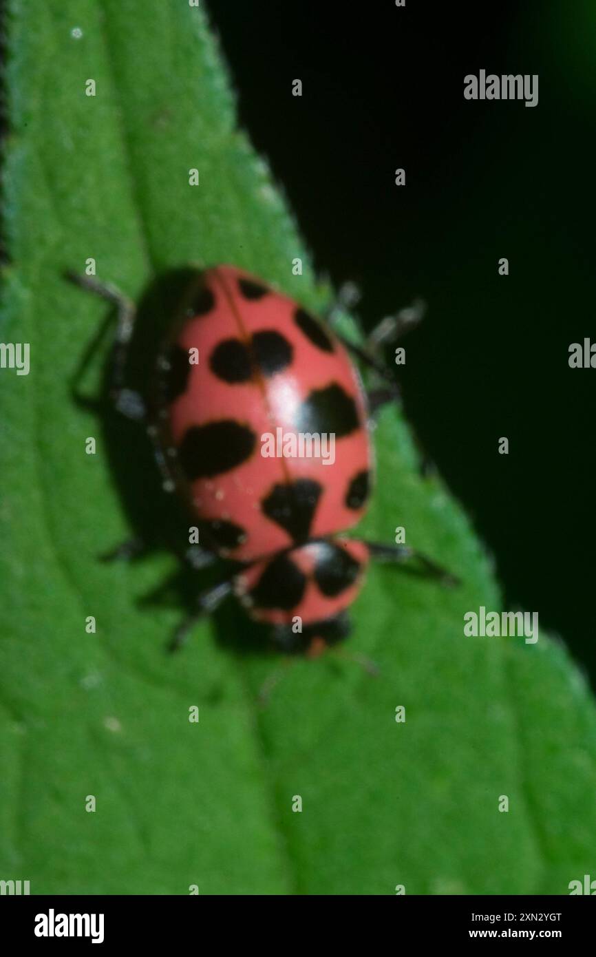 Spotted Pink Lady Beetle (Coleomegilla maculata) Insecta Stock Photo ...