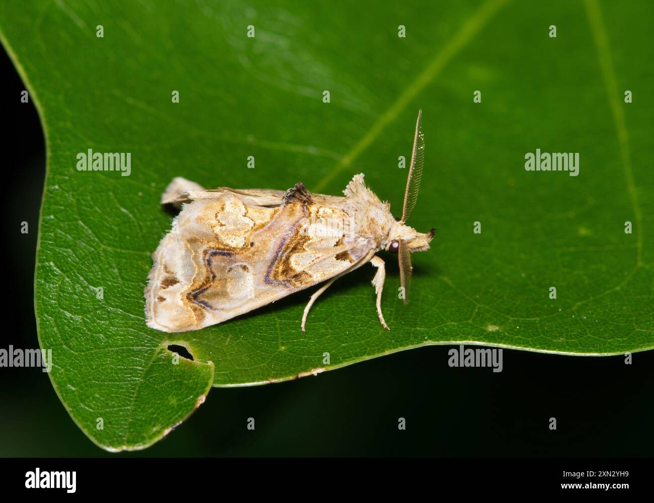 Plusiodonta hi-res stock photography and images - Alamy