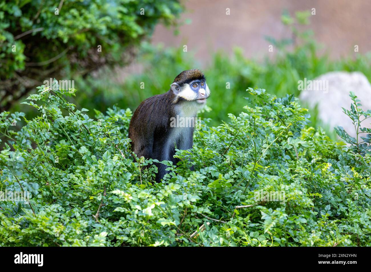 Schmidt's red-tailed monkey in a tree Stock Photo - Alamy