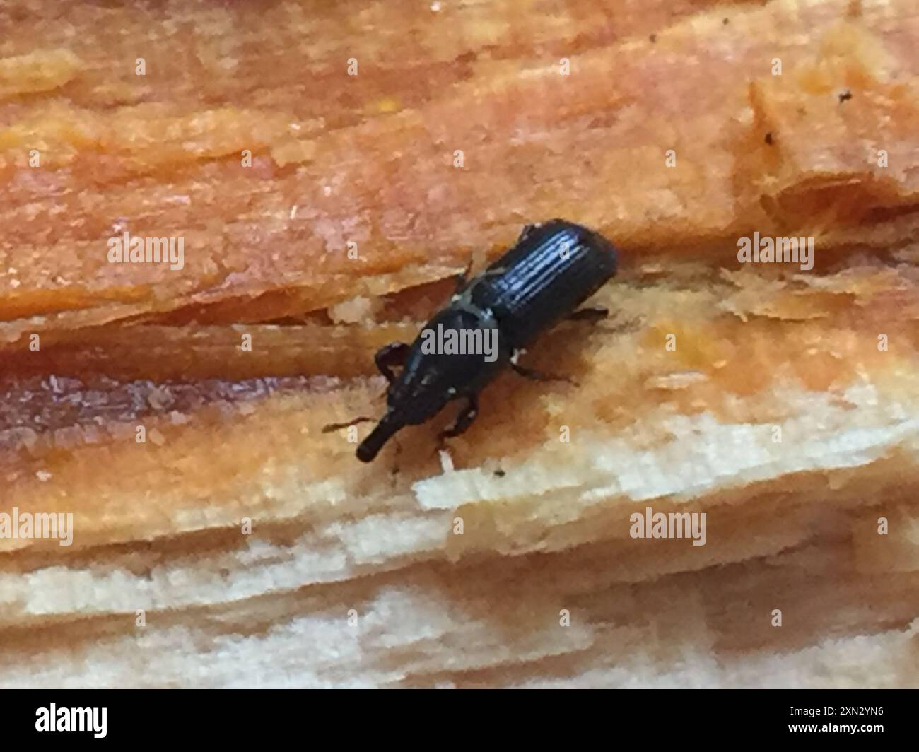 (Torostoma apicale) Insecta Stock Photo - Alamy