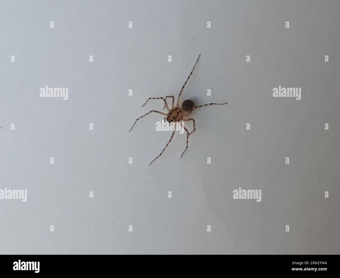 Common spitting spider hi-res stock photography and images - Alamy