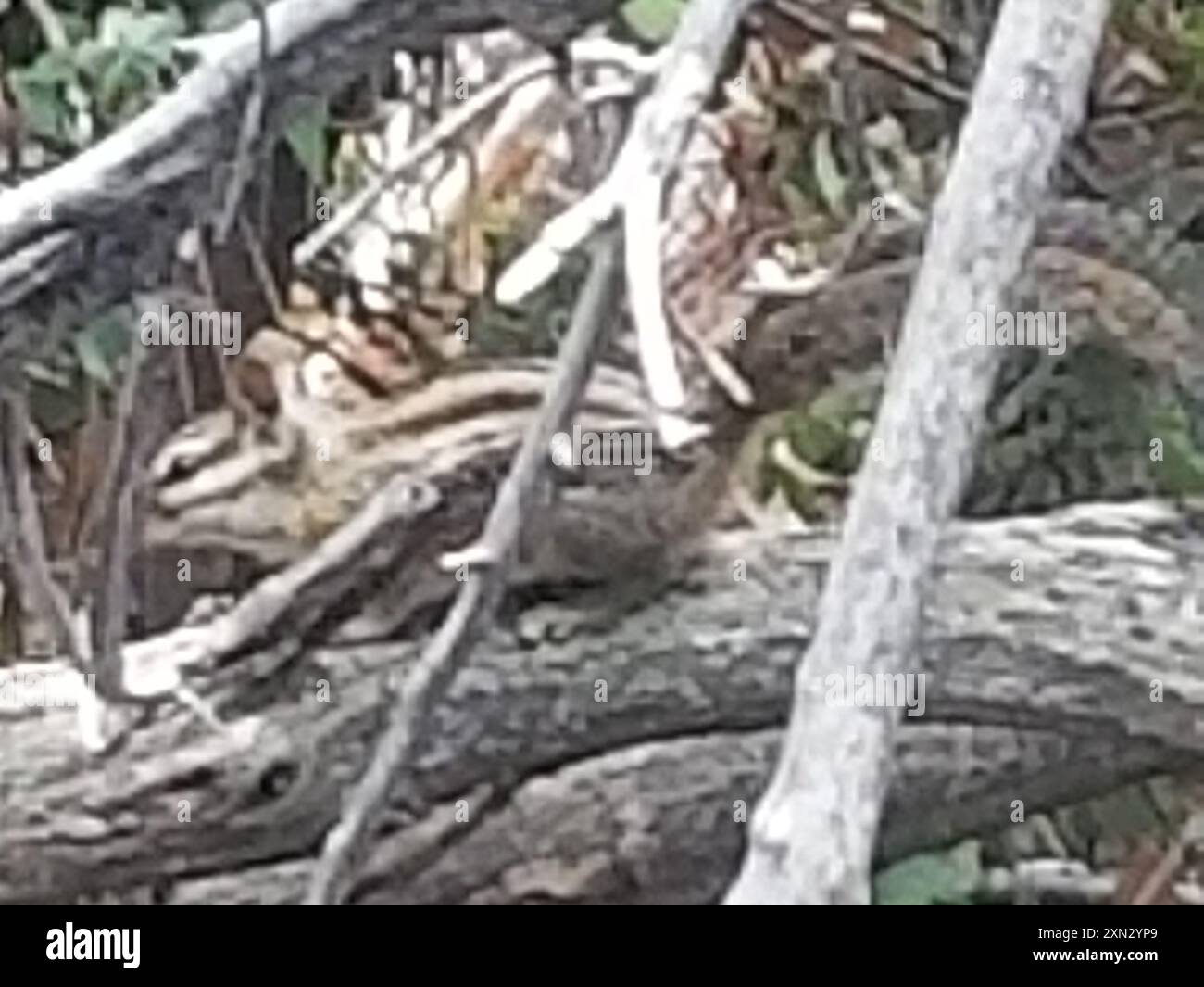 Merriam's Chipmunk (Neotamias merriami) Mammalia Stock Photo - Alamy