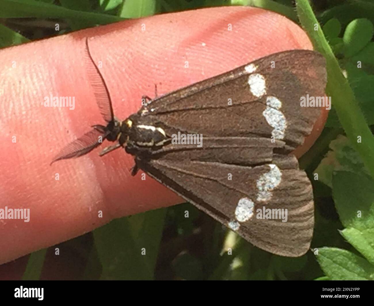 New Zealand Magpie Moth (Nyctemera annulata) Insecta Stock Photo - Alamy