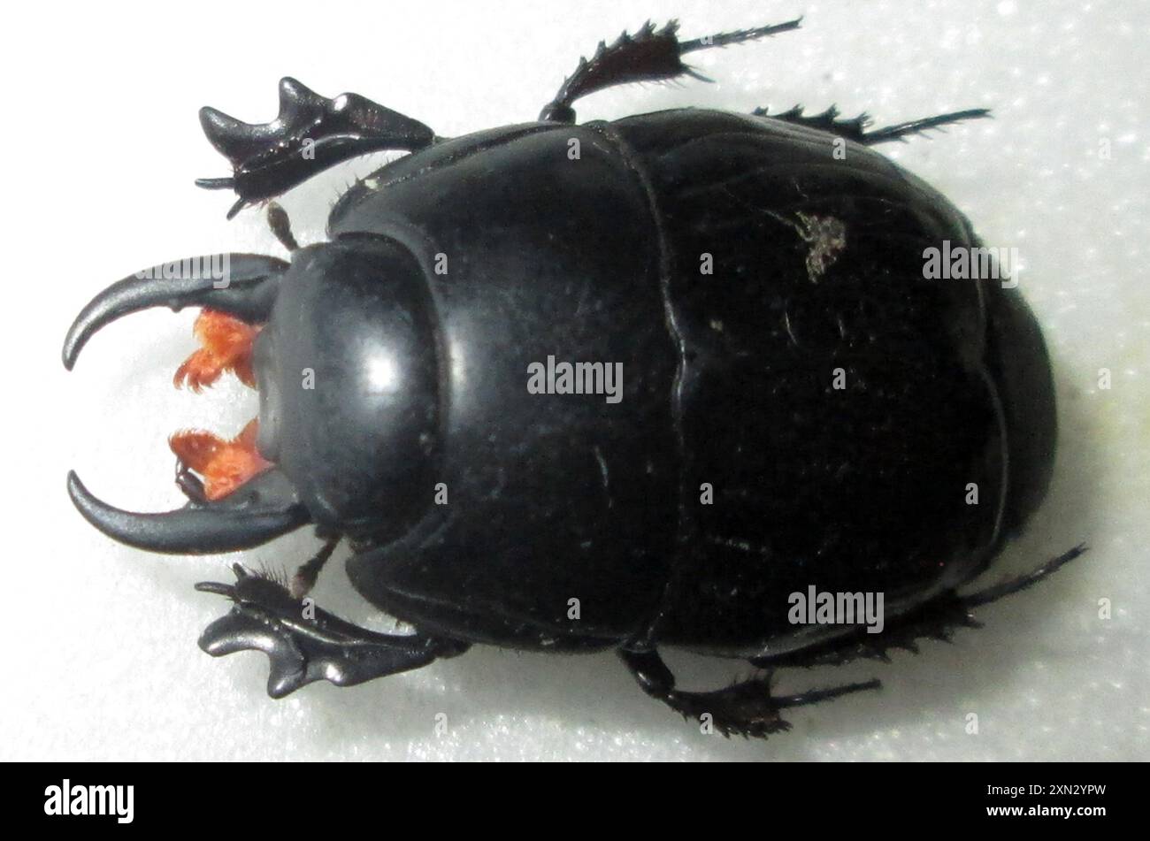 Hister Beetles (Histeridae) Insecta Stock Photo - Alamy