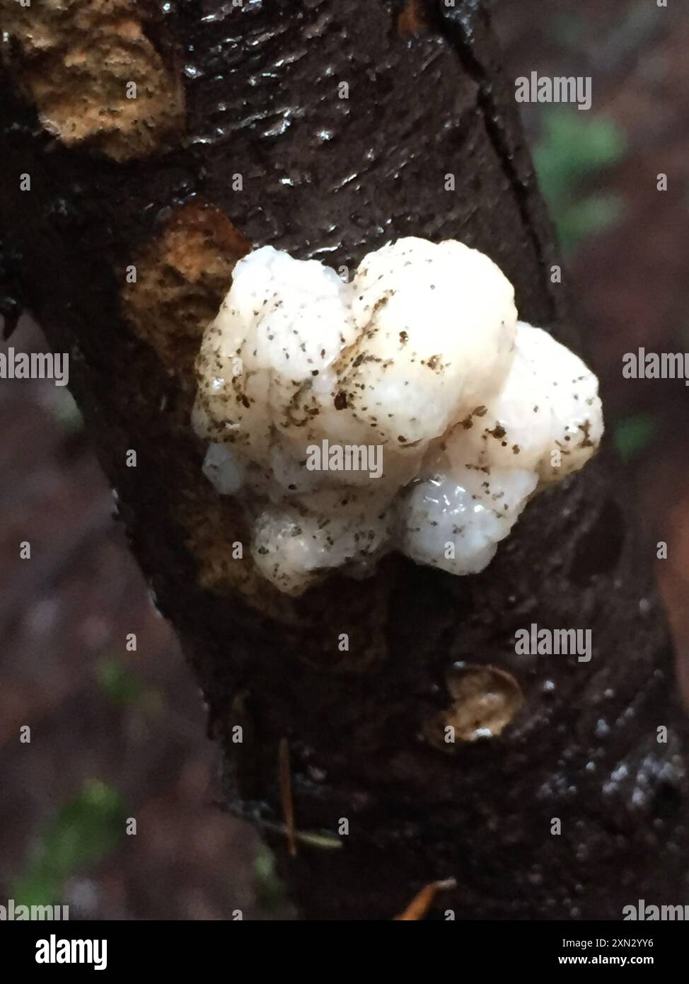 Crystal brain fungi hi-res stock photography and images - Alamy