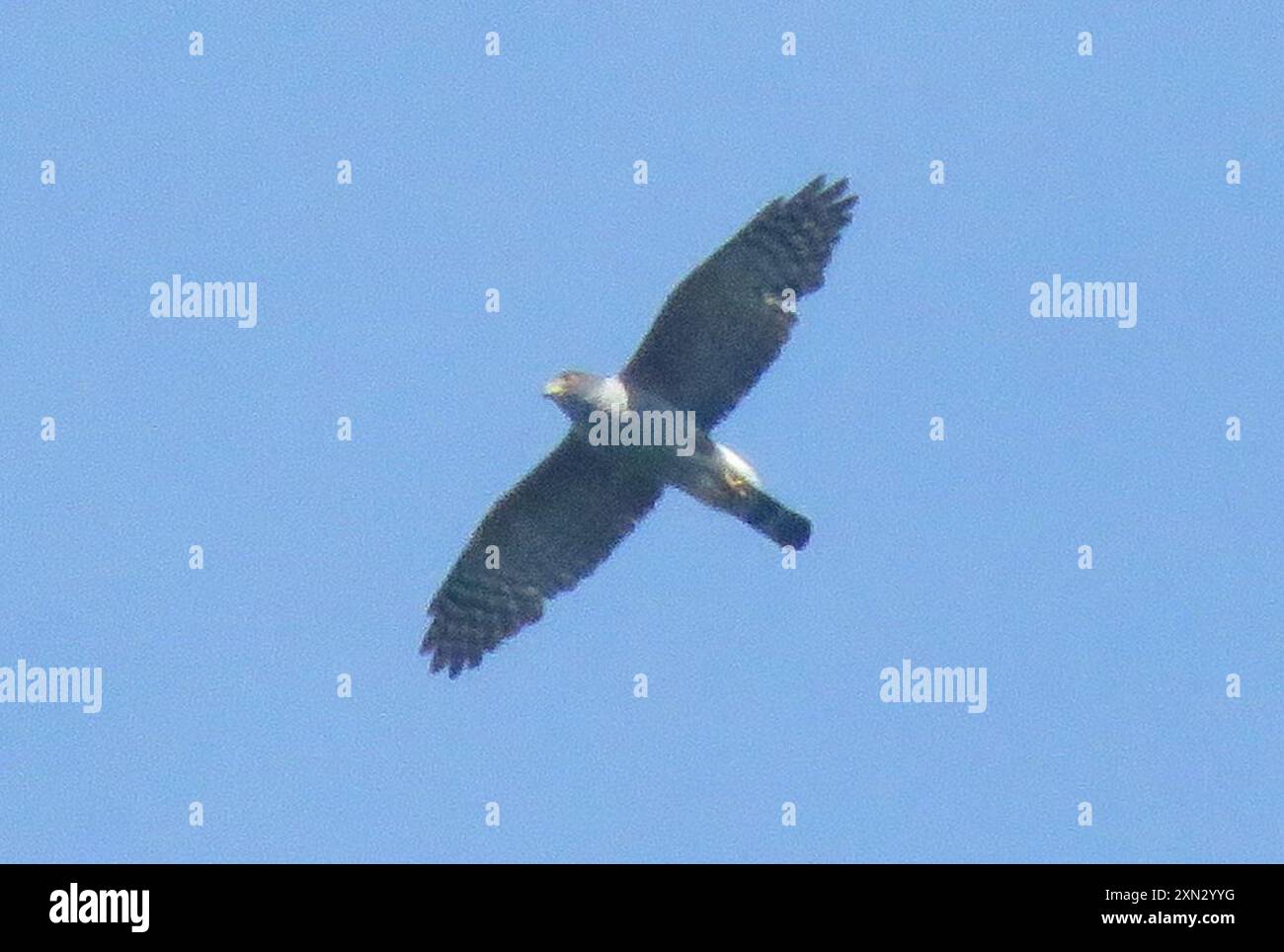 Rufous-thighed Kite (Harpagus diodon) Aves Stock Photo - Alamy
