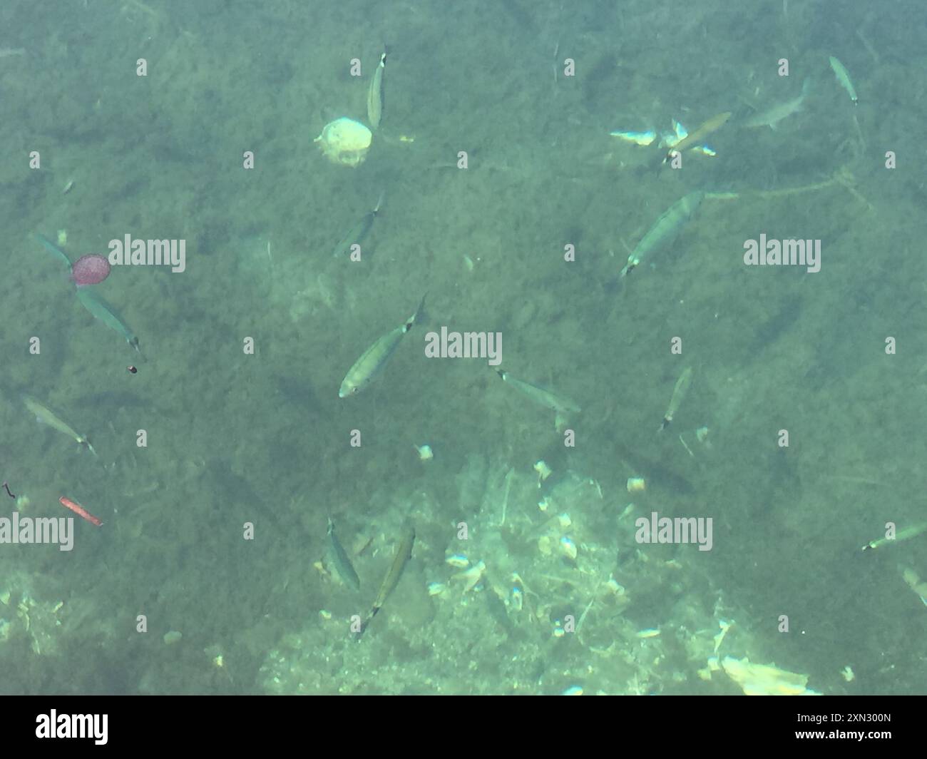 Saddled Seabream (Oblada melanurus) Actinopterygii Stock Photo - Alamy