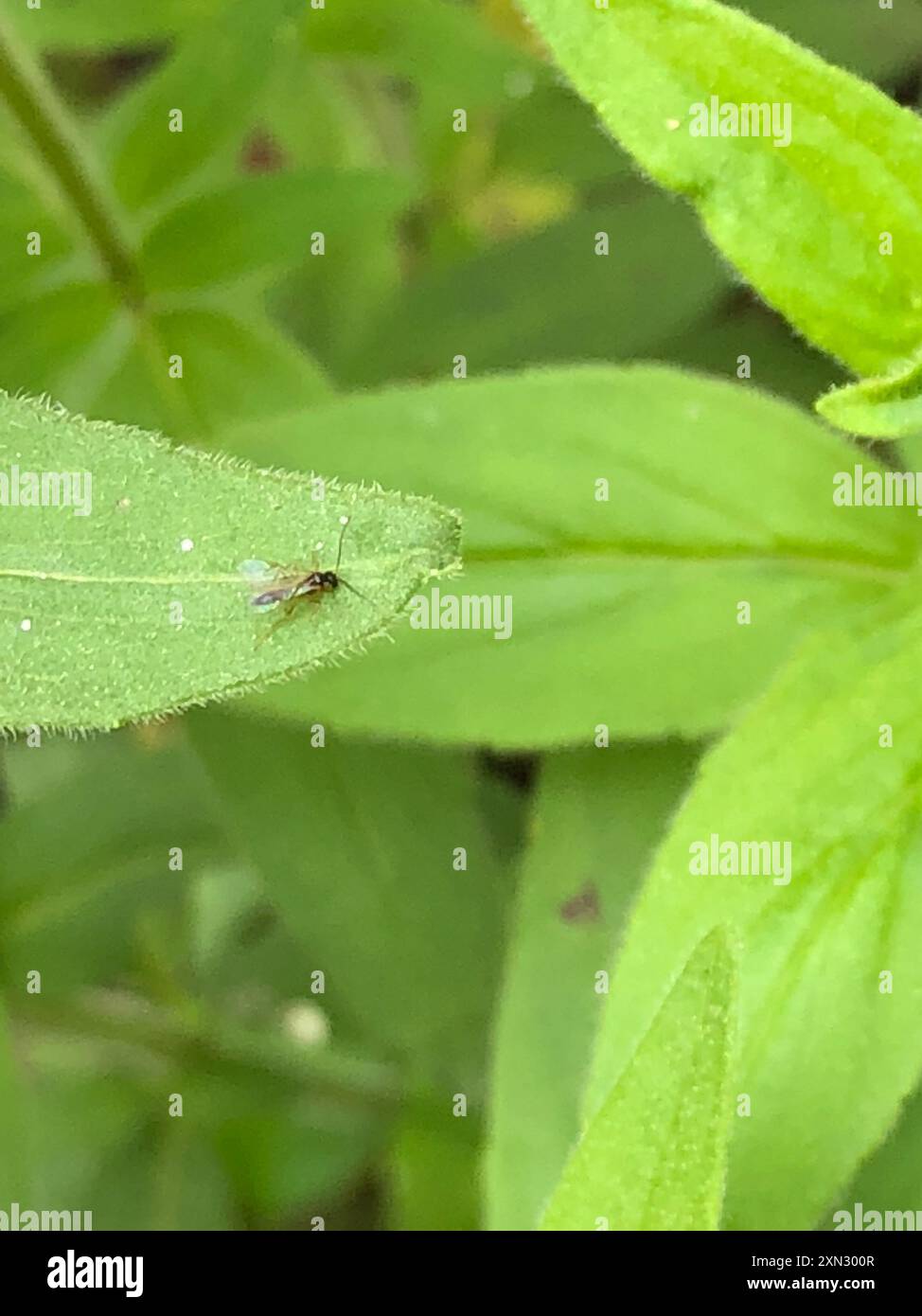 Narrow-waisted Wasps, Ants, and Bees (Apocrita) Insecta Stock Photo - Alamy