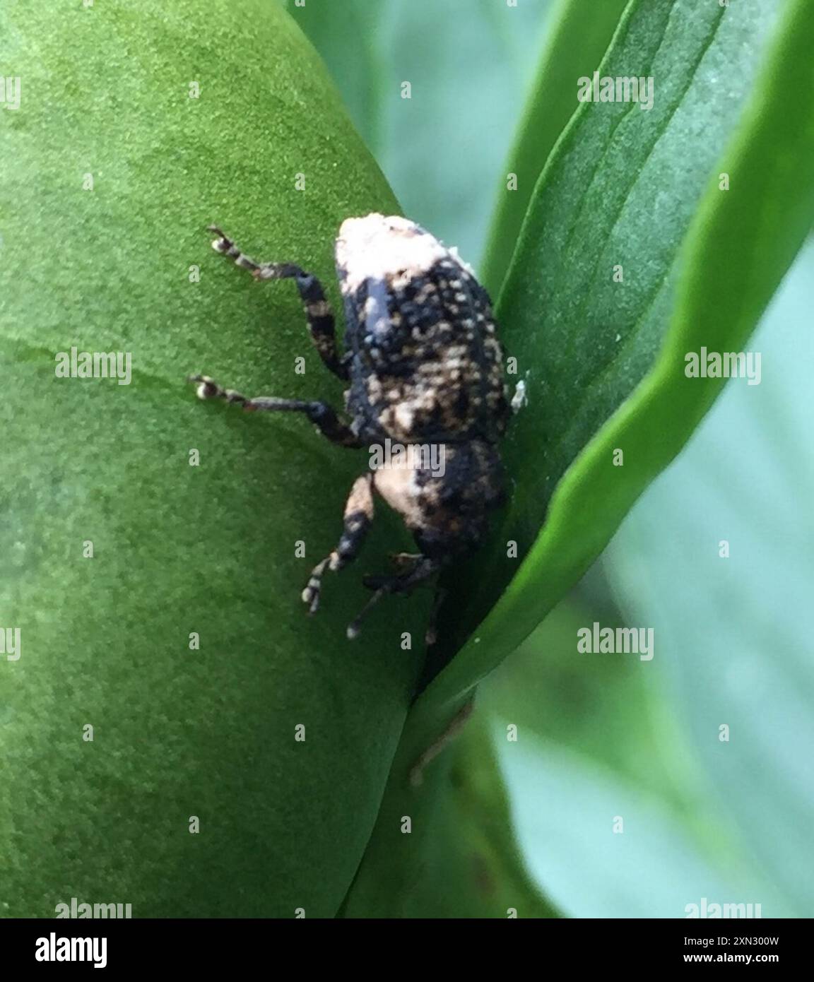 Poplar-and-Willow Borer (Cryptorhynchus lapathi) Insecta Stock Photo ...