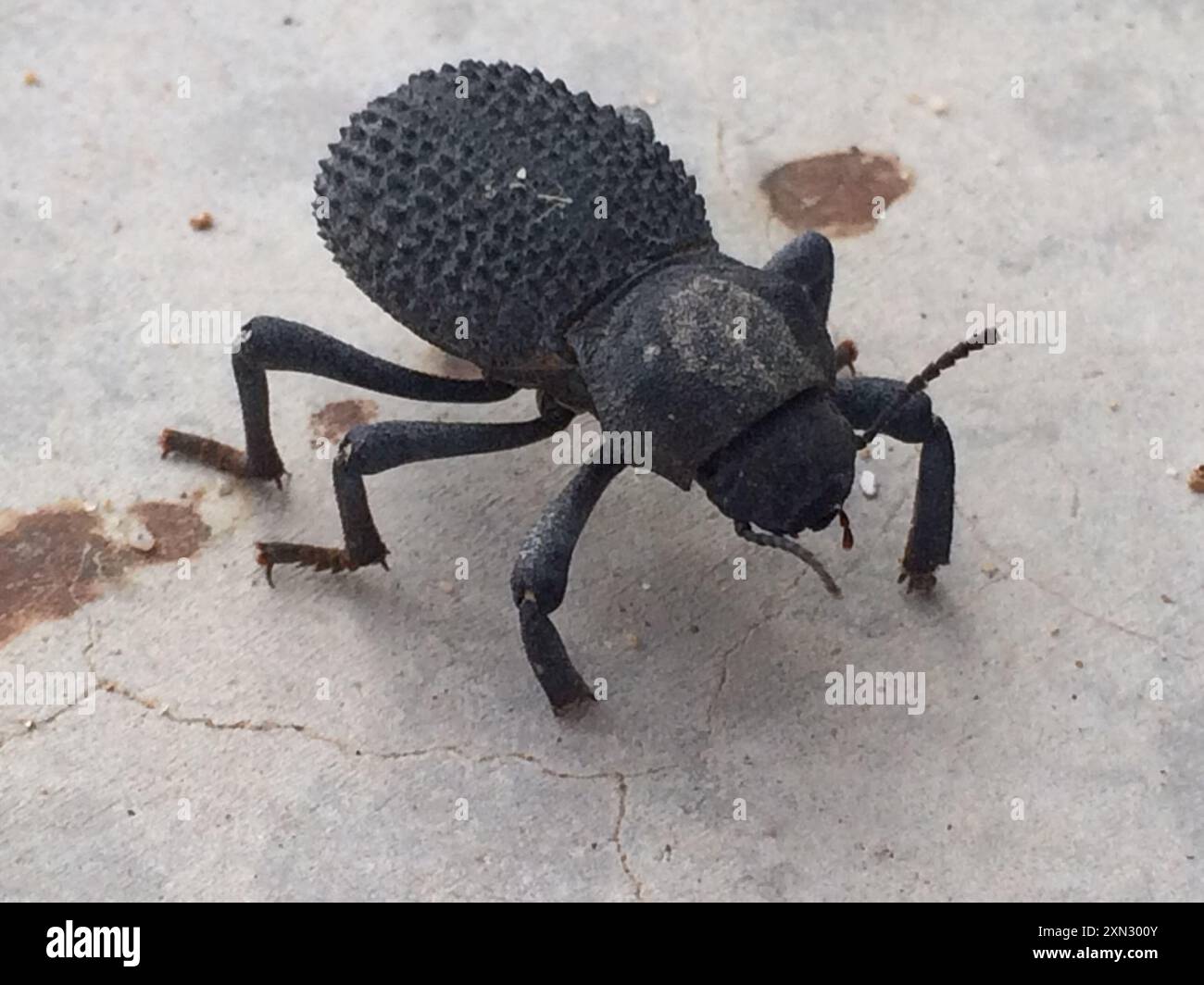 Desert Ironclad Beetle (Asbolus verrucosus) Insecta Stock Photo - Alamy