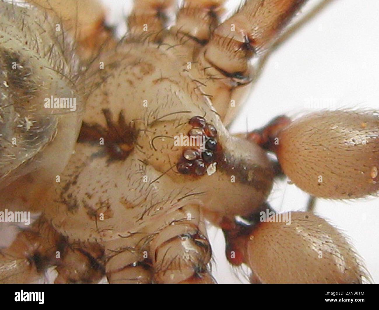 Giant Daddy Long-legs Spiders (Artema) Arachnida Stock Photo - Alamy