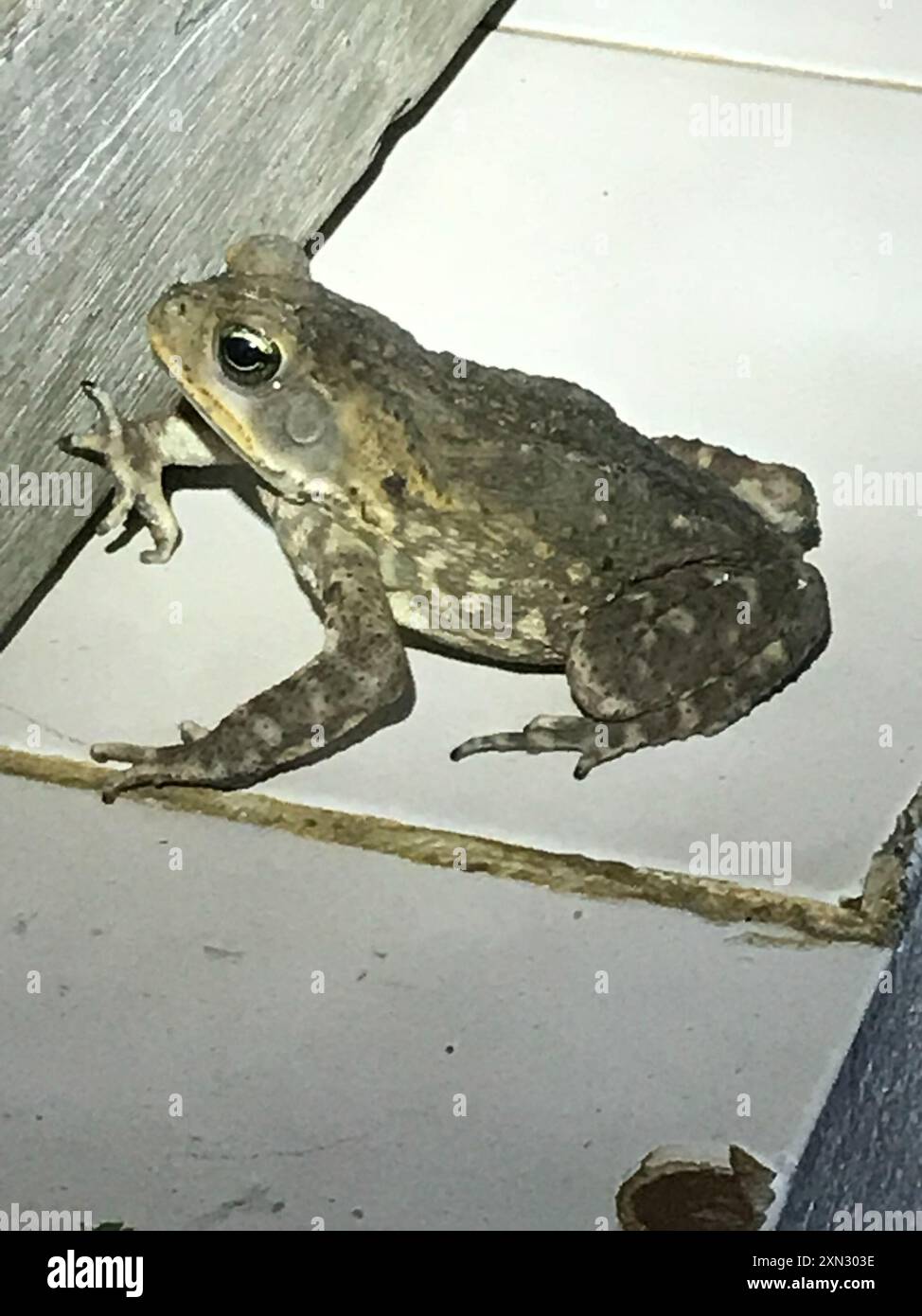 Giant toad rhinella horribilis hi-res stock photography and images - Alamy
