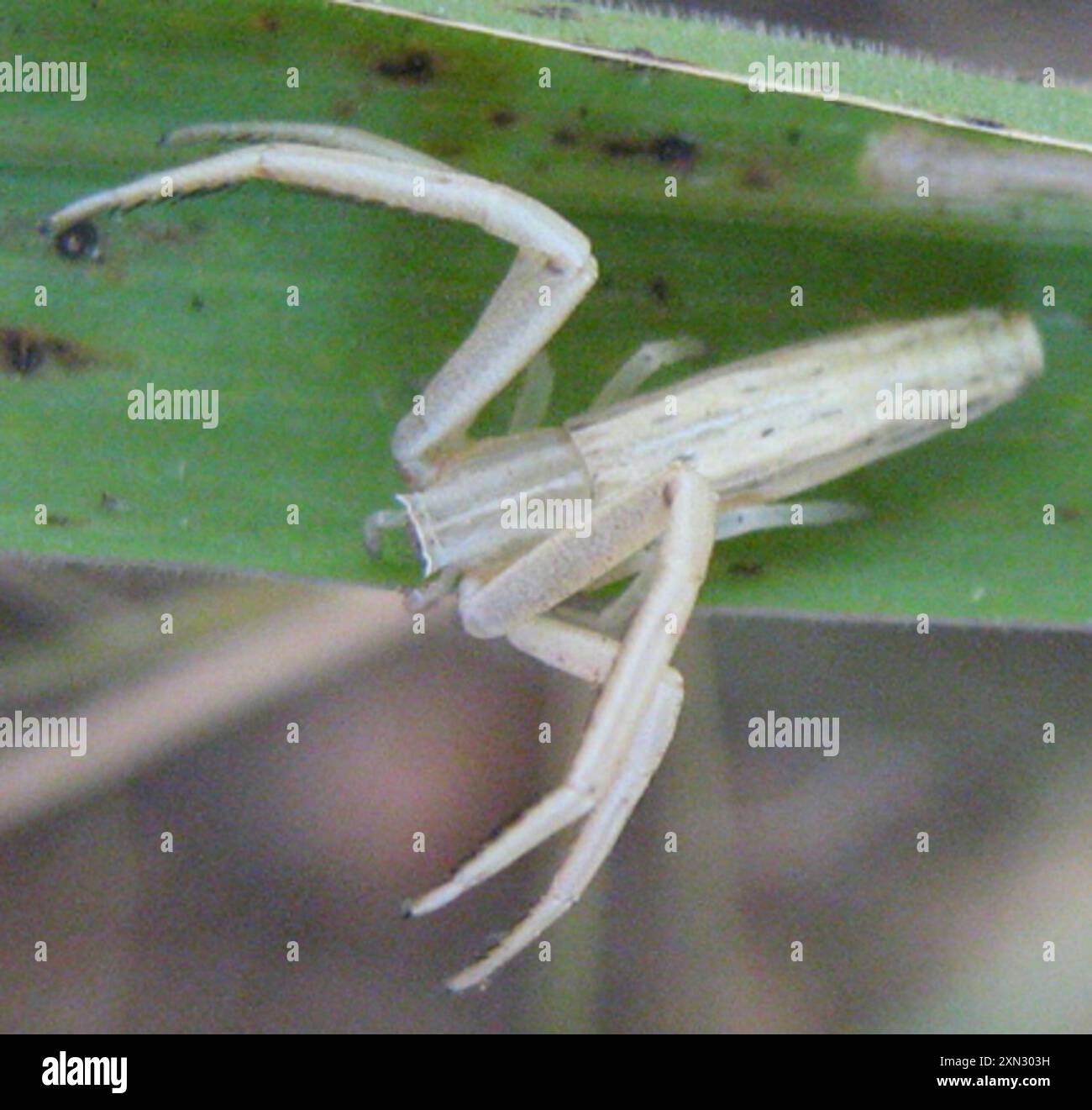 Grass Crab Spiders (Runcinia) Arachnida Stock Photo - Alamy