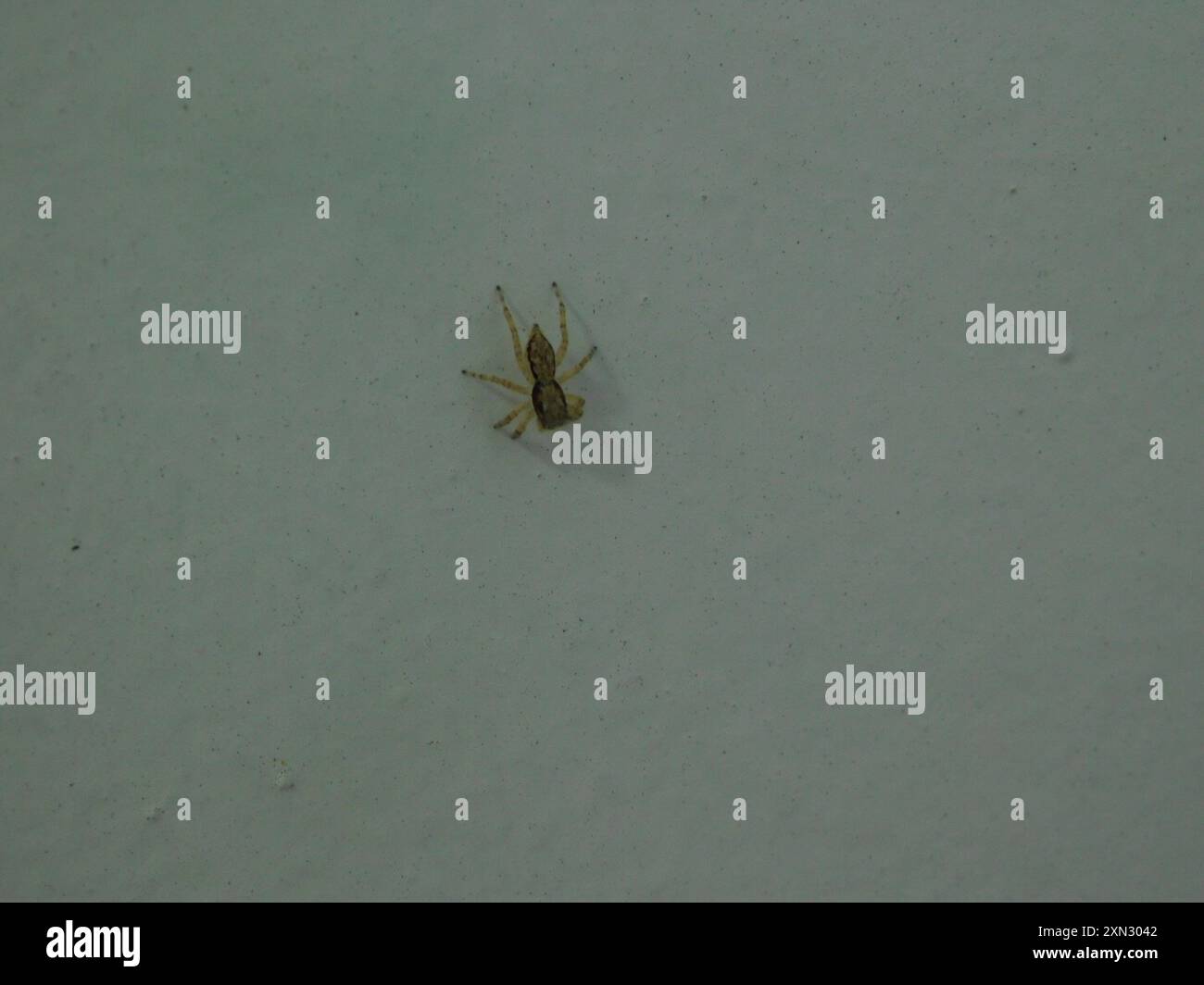 Gray Wall Jumping Spider (Menemerus bivittatus) Arachnida Stock Photo ...