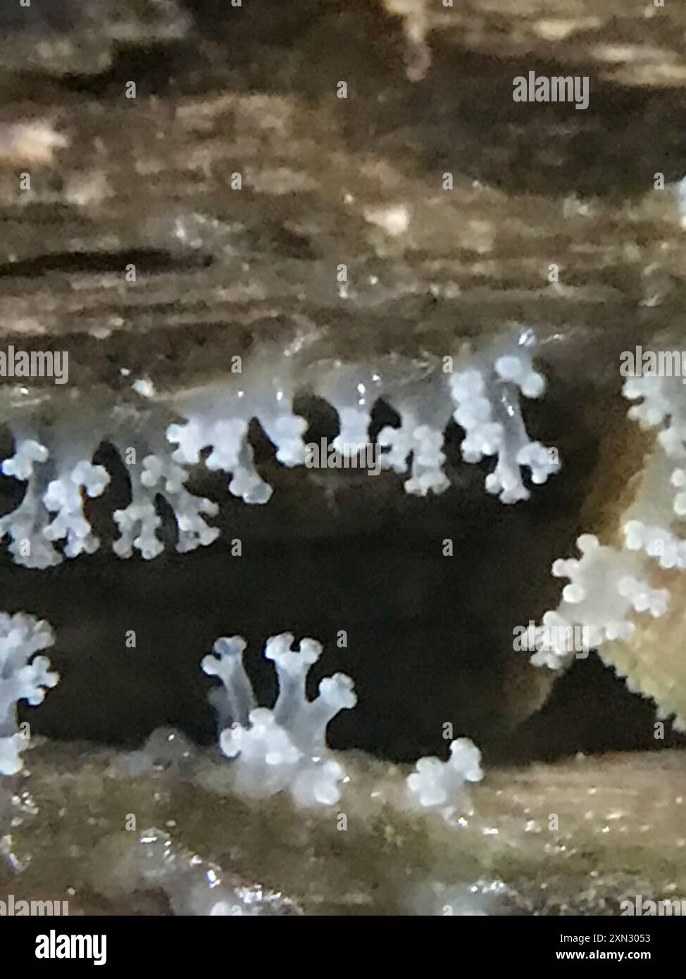 Honeycomb Coral Slime Mold (Ceratiomyxa fruticulosa) Protozoa Stock ...