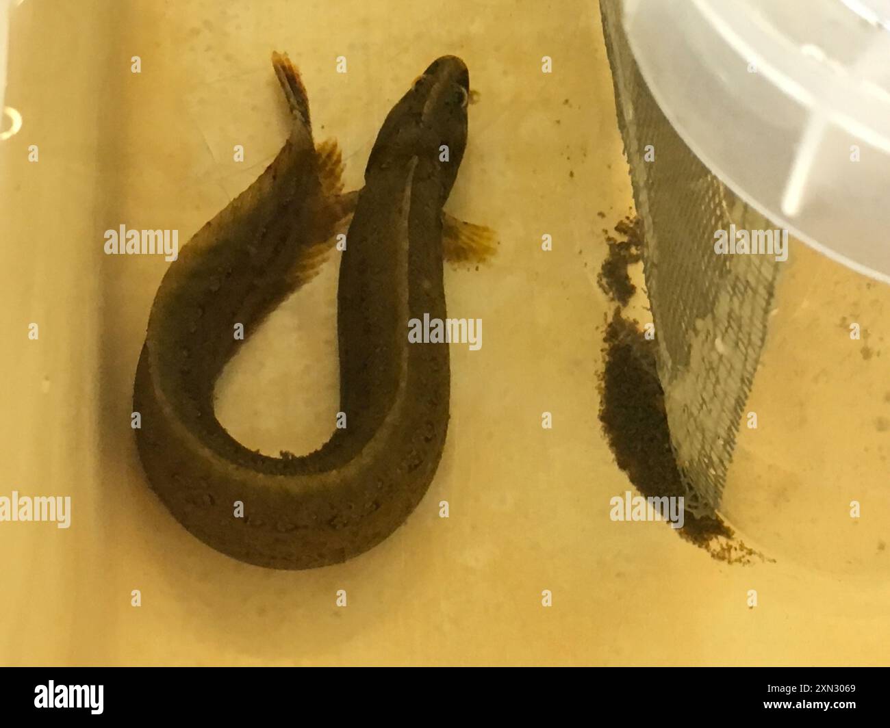 High Cockscomb (Anoplarchus purpurescens) Actinopterygii Stock Photo ...