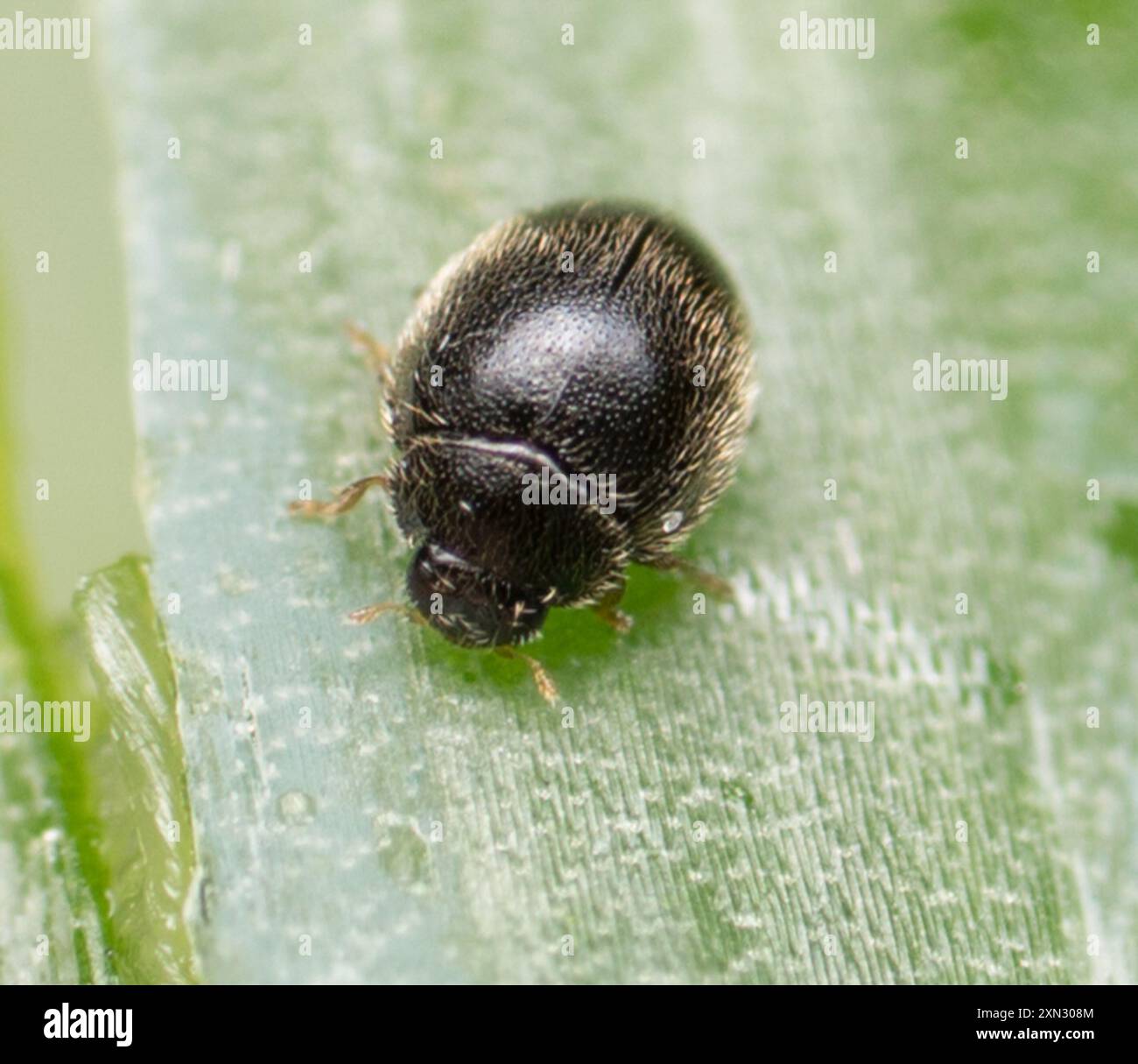 Spider Mite Destroyer (Stethorus punctum) Insecta Stock Photo - Alamy