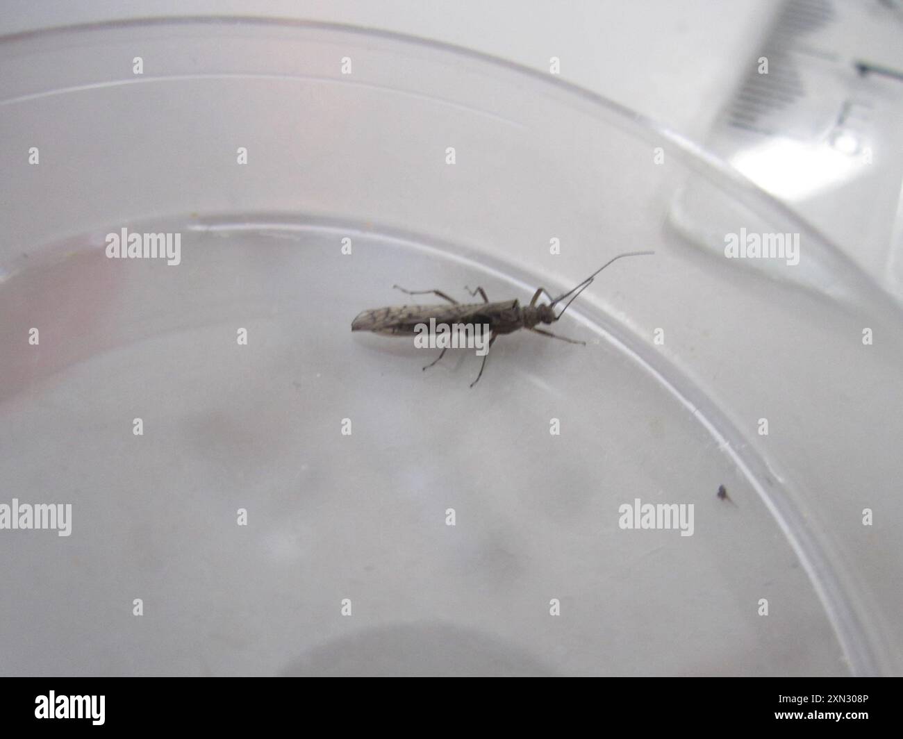 Stoneflies (Plecoptera) Insecta Stock Photo - Alamy