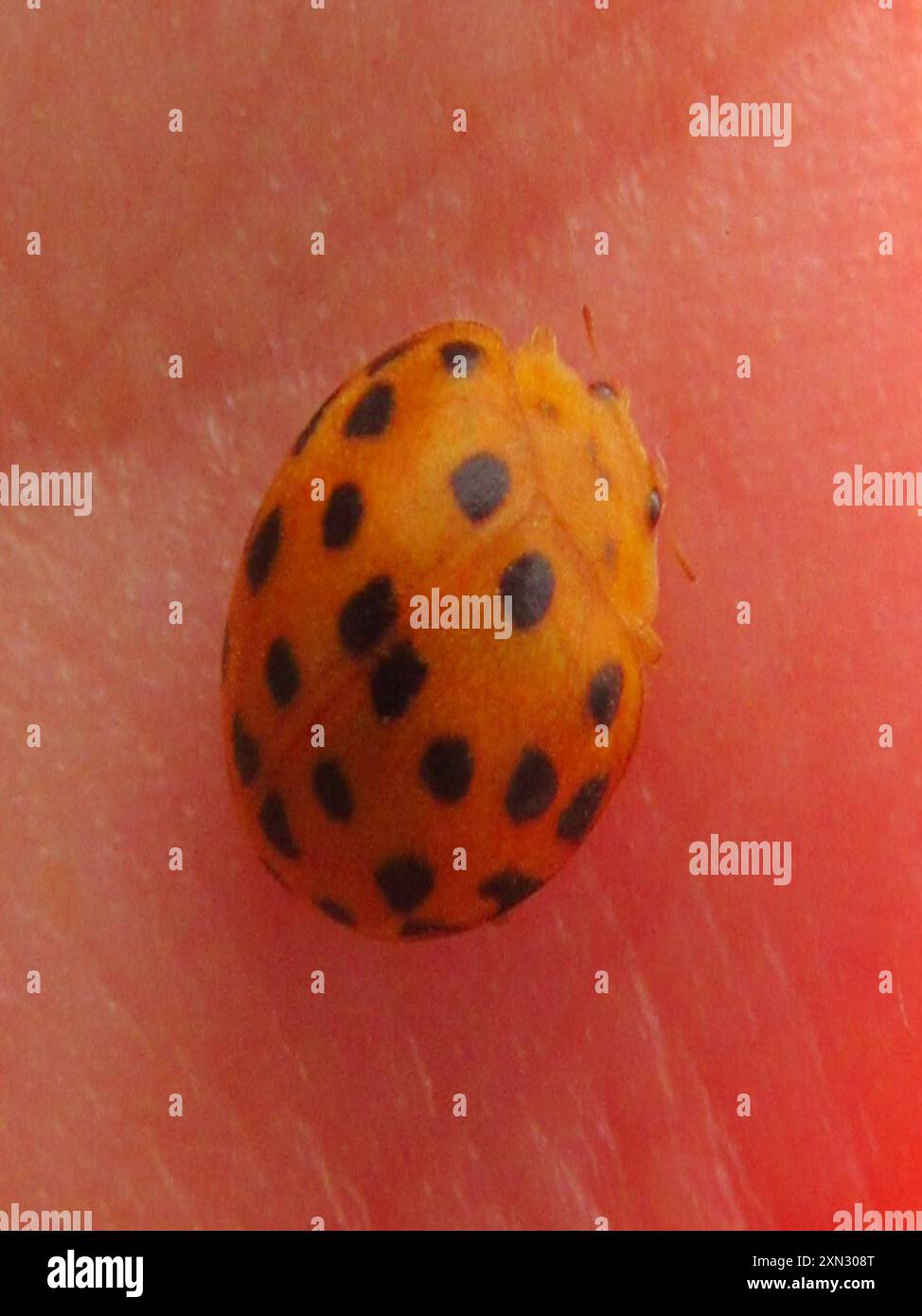 Hadda Beetle (Henosepilachna vigintioctopunctata) Insecta Stock Photo ...