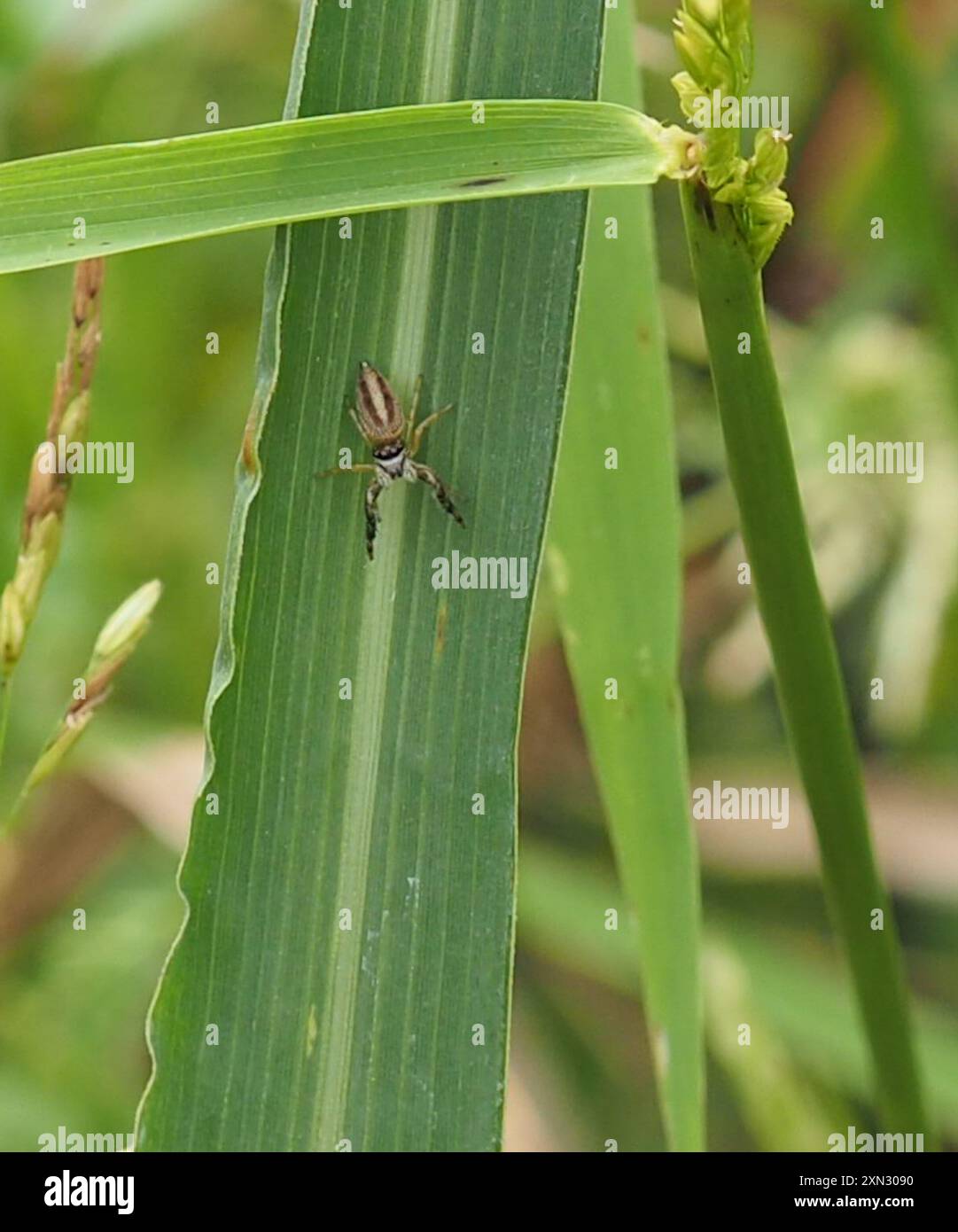 Short-bellied Slender Jumping Spider (Marpissa formosa) Arachnida Stock ...