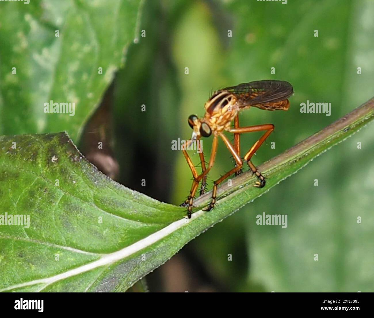 Plain-tailed Hanging Thief (Diogmites neoternatus) Insecta Stock Photo ...