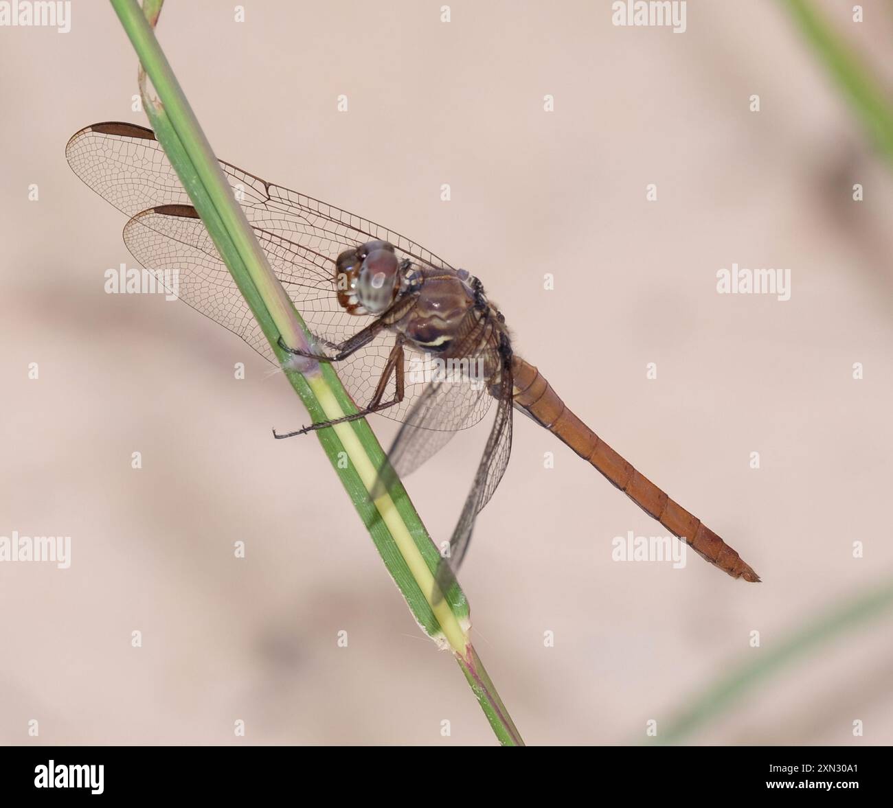 Roseate Skimmer (Orthemis ferruginea) Insecta Stock Photo - Alamy