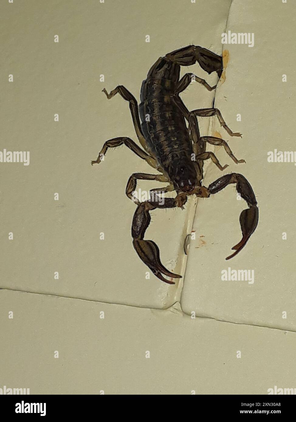 Striped Lesser-Thicktail Scorpion (Uroplectes lineatus) Arachnida Stock ...