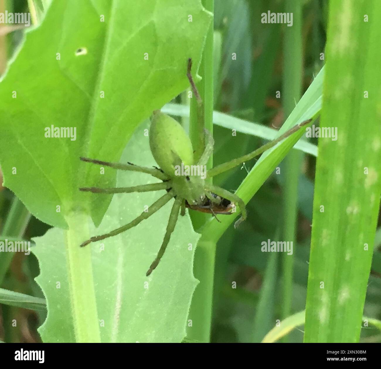 Green Huntsman Spider (Micrommata ligurina) Arachnida Stock Photo - Alamy