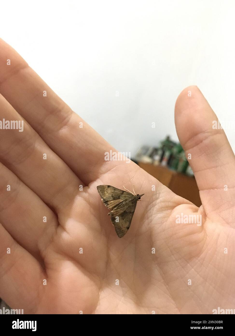 Kowhai moth (Uresiphita maorialis) Insecta Stock Photo - Alamy