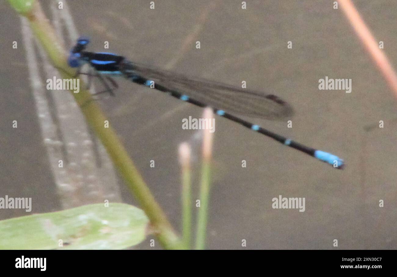 Blue-ringed Dancer (Argia sedula) Insecta Stock Photo - Alamy