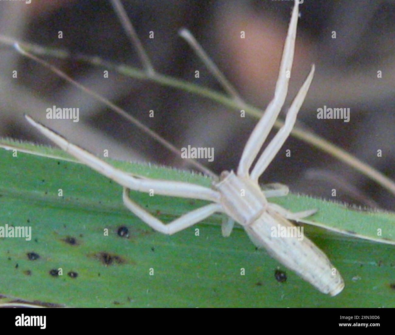Grass Crab Spiders (Runcinia) Arachnida Stock Photo - Alamy
