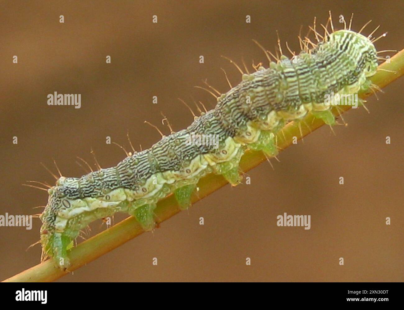 Cotton Bollworm Moth (Helicoverpa armigera) Insecta Stock Photo - Alamy