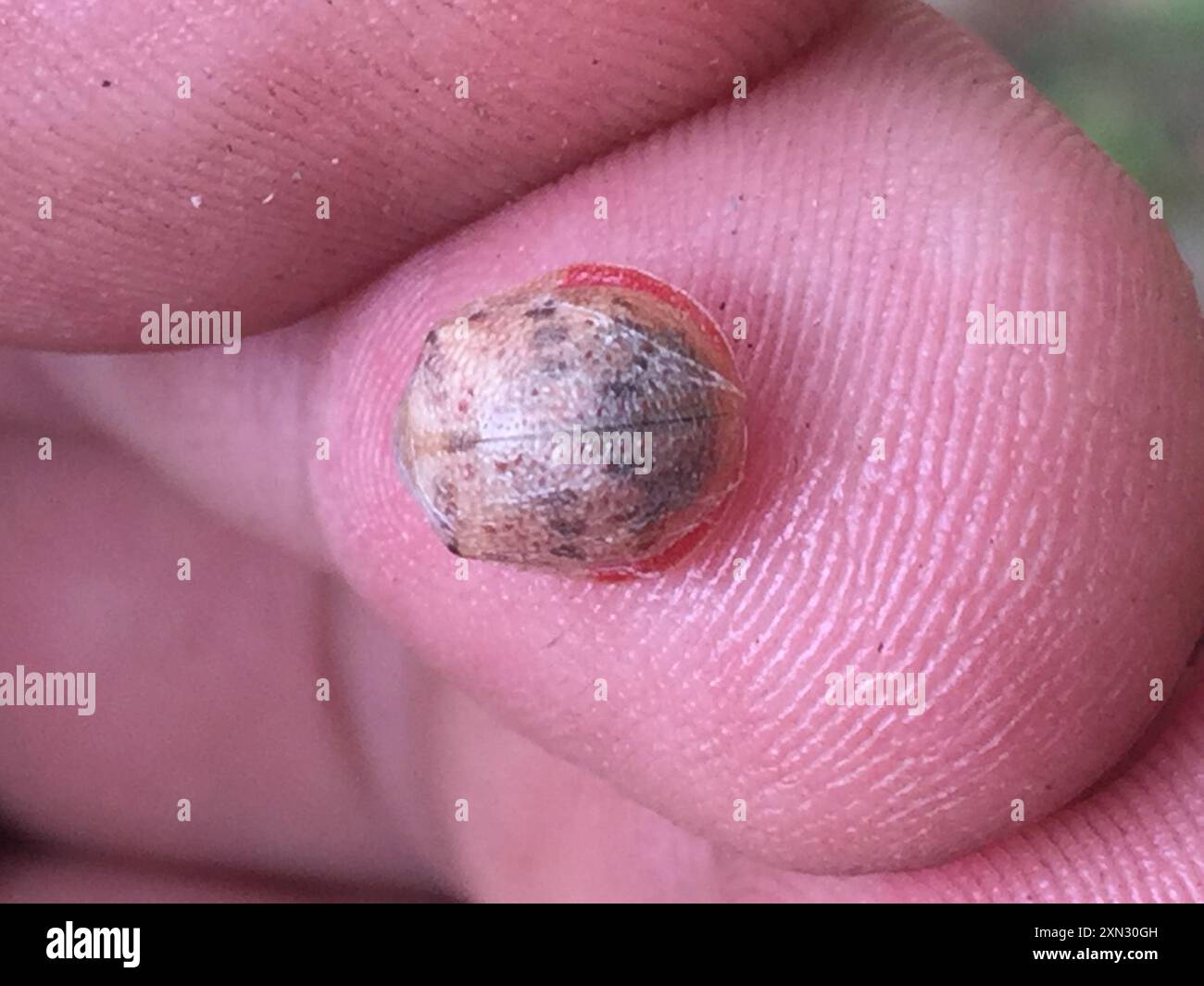 Eucalyptus Tortoise Beetle (Paropsis charybdis) Insecta Stock Photo - Alamy