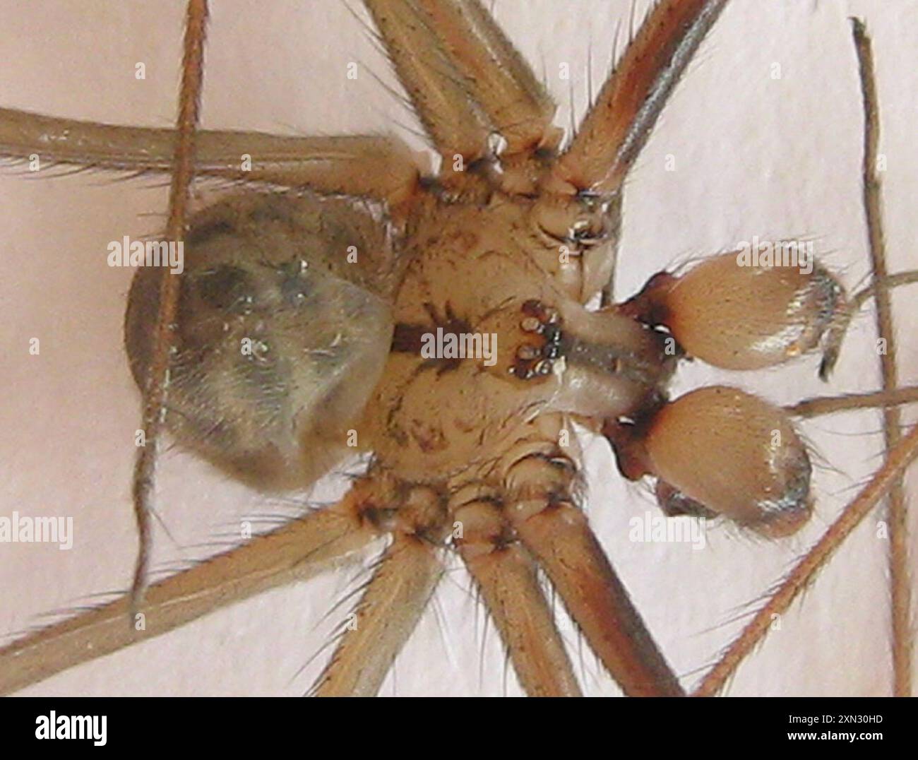 Giant Daddy-long-legs Spider (Artema atlanta) Arachnida Stock Photo - Alamy