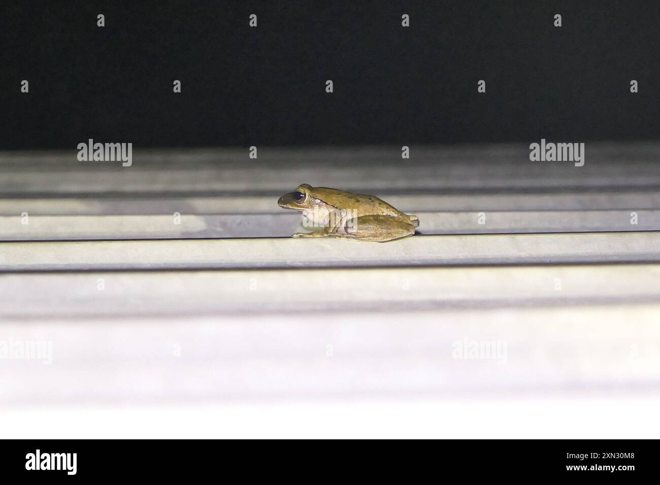 Robust Kajika Frog (Buergeria robusta) Amphibia Stock Photo - Alamy